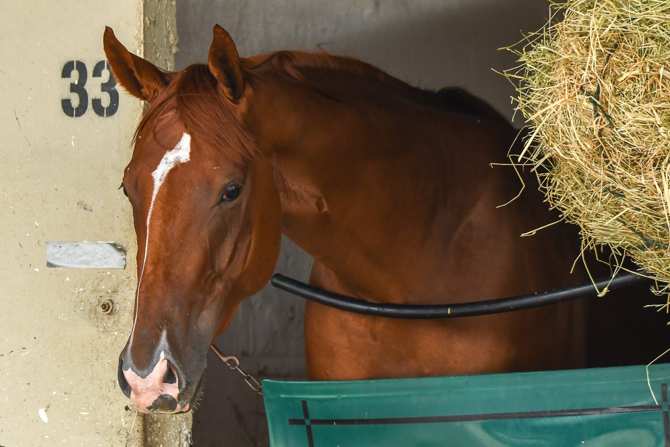 Susan Anderson Racing - The 'horse first' approach, every time.